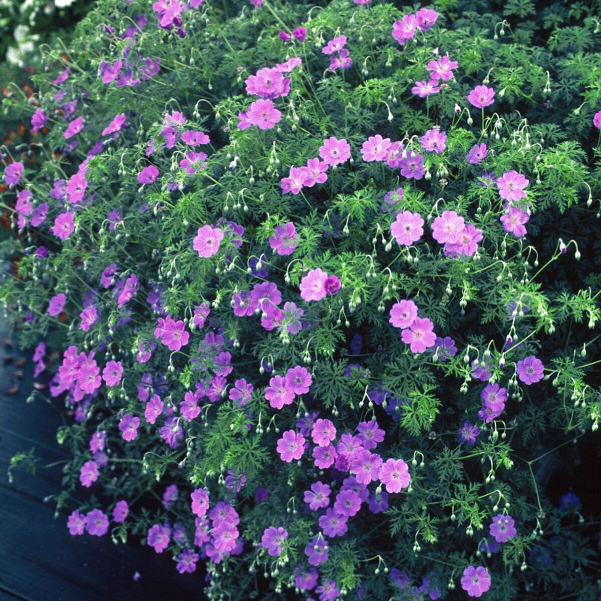 Geranium Incanum Geranium | SiteOne US