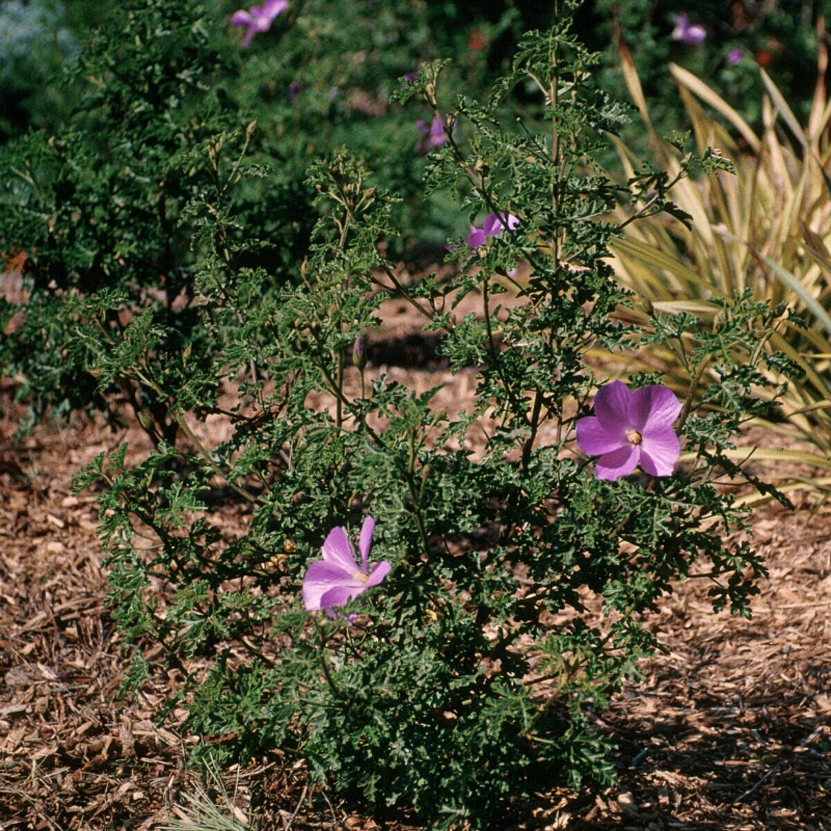 Alyogyne Huegelii Blue Hibiscus | SiteOne US