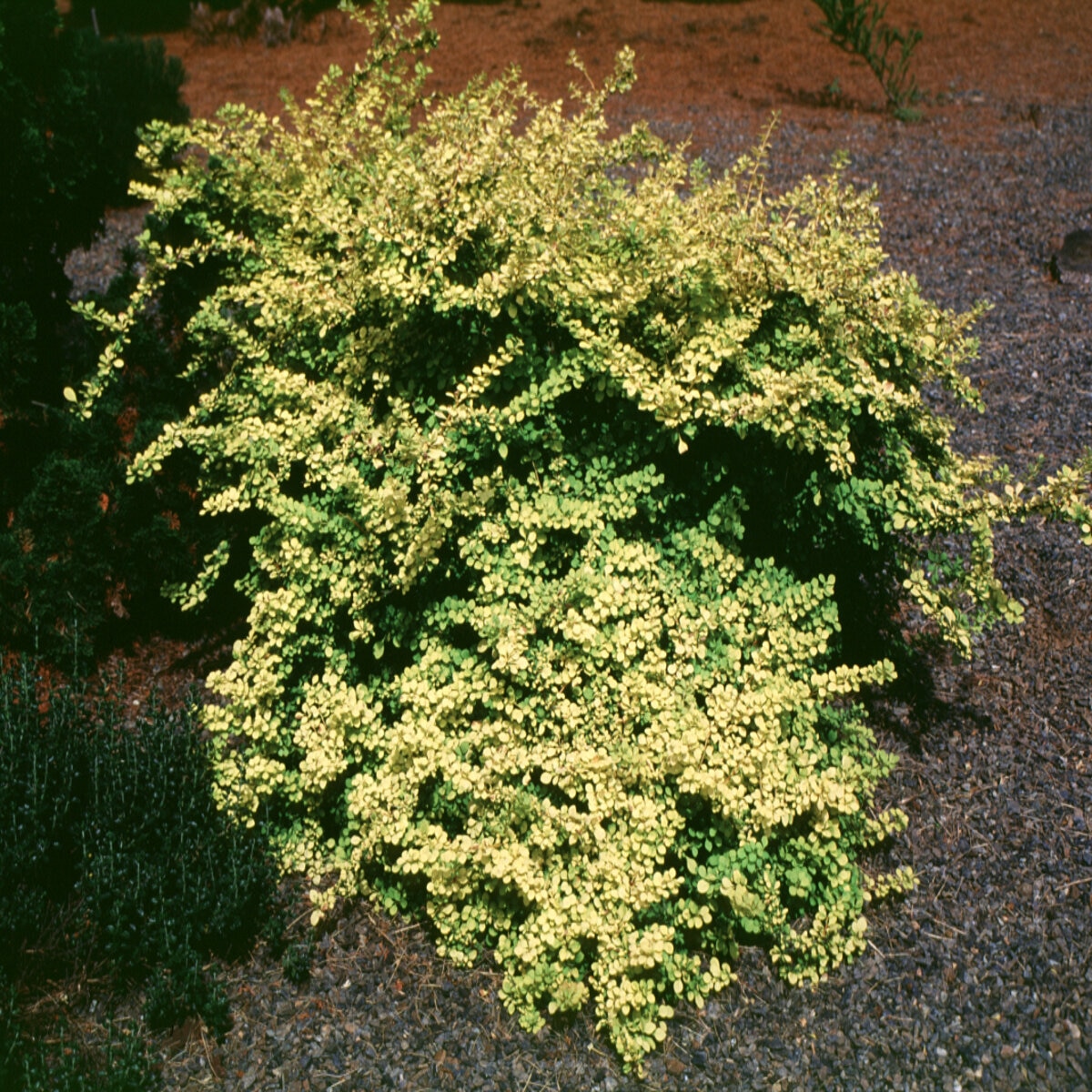 Berberis Thunbergii Aurea Nana Golden Dwarf Japanese Barberry | SiteOne