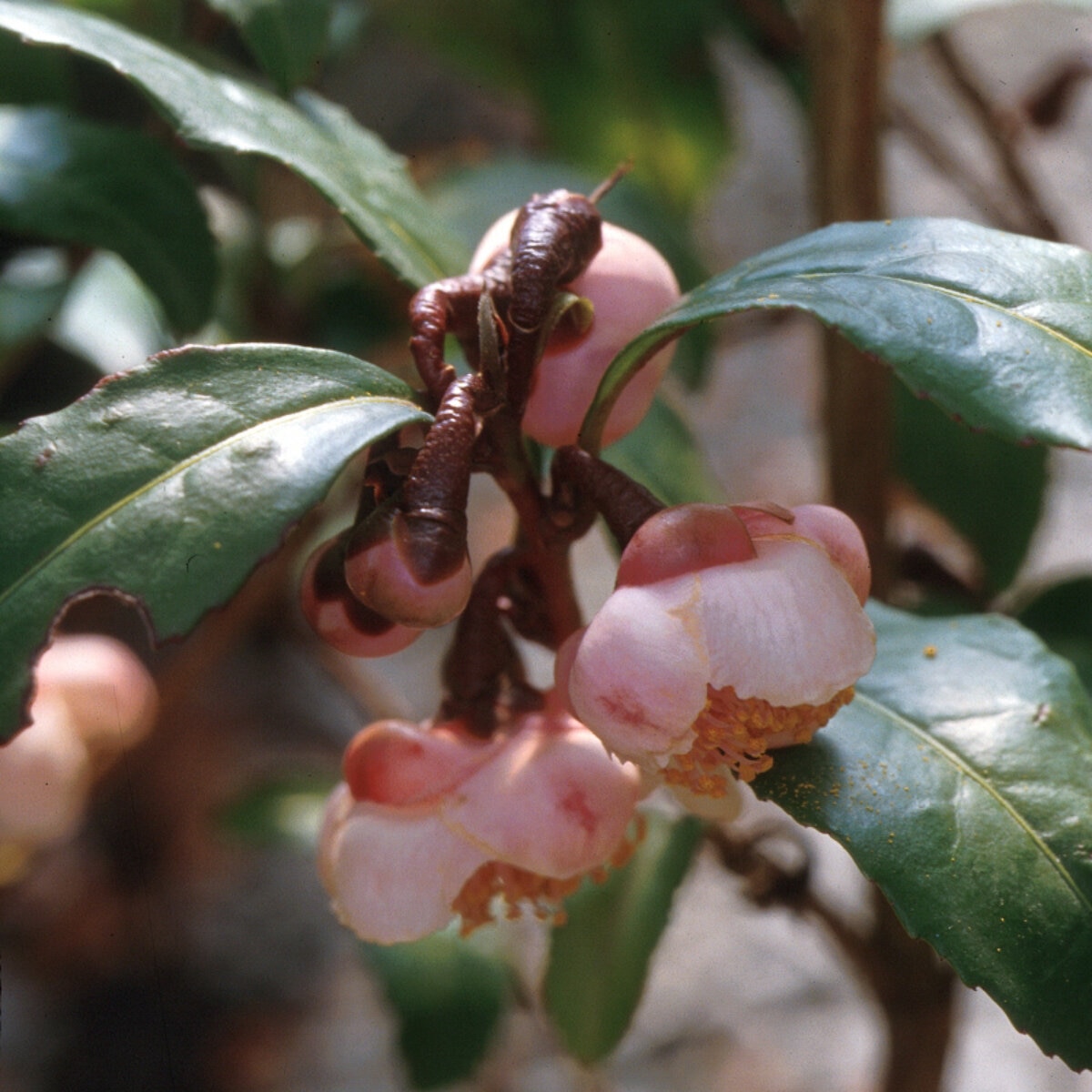 Camellia Sinensis Tea Camellia | SiteOne US