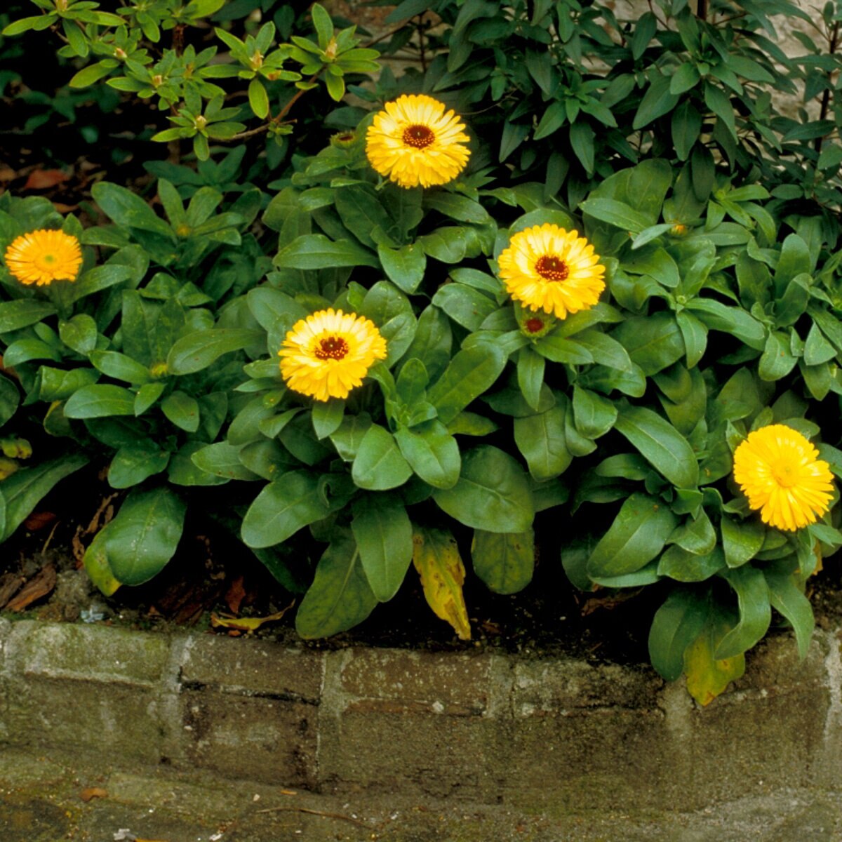Calendula Officinalis Marigold | SiteOne