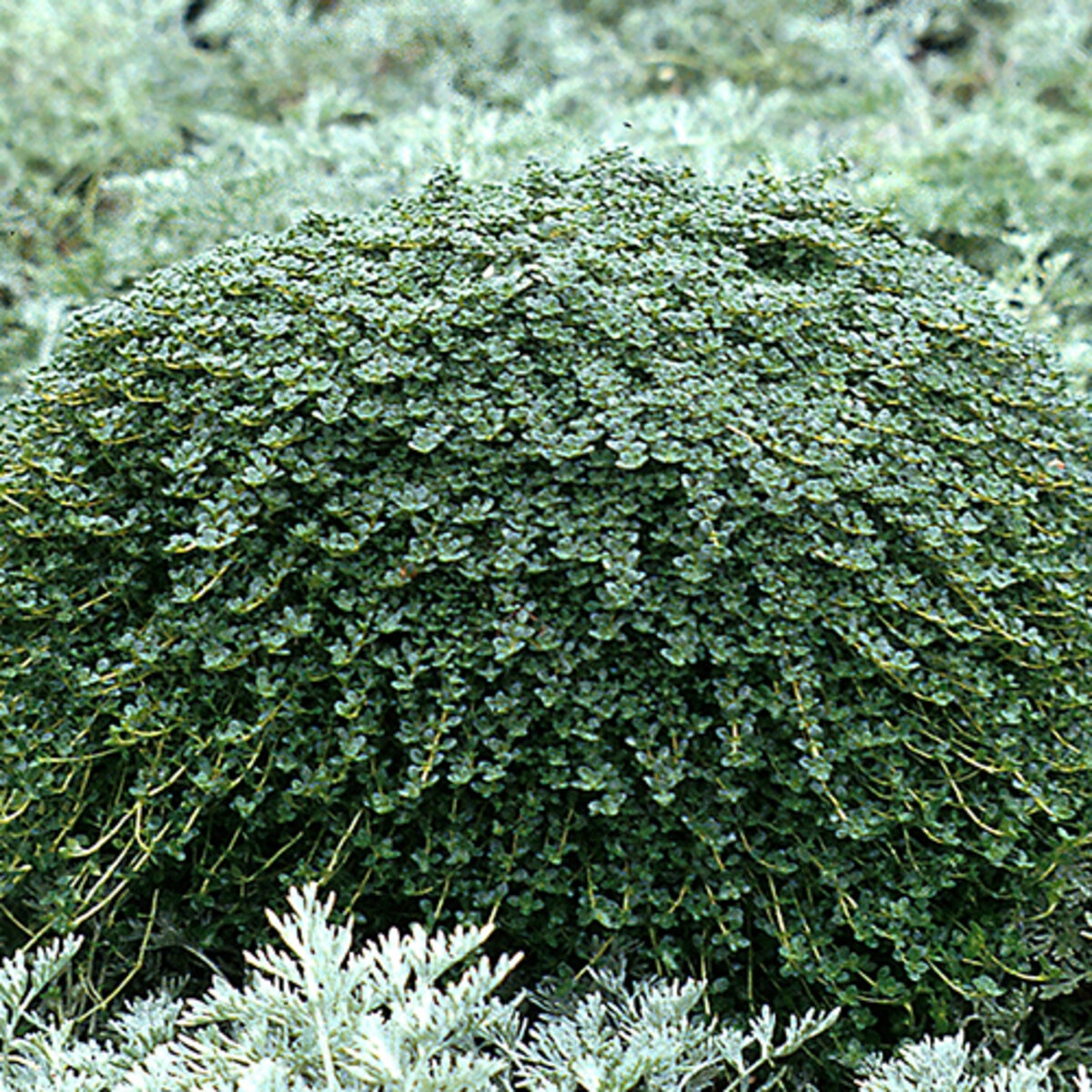 Thymus Serpyllum Elfin Creeping Thyme | SiteOne US