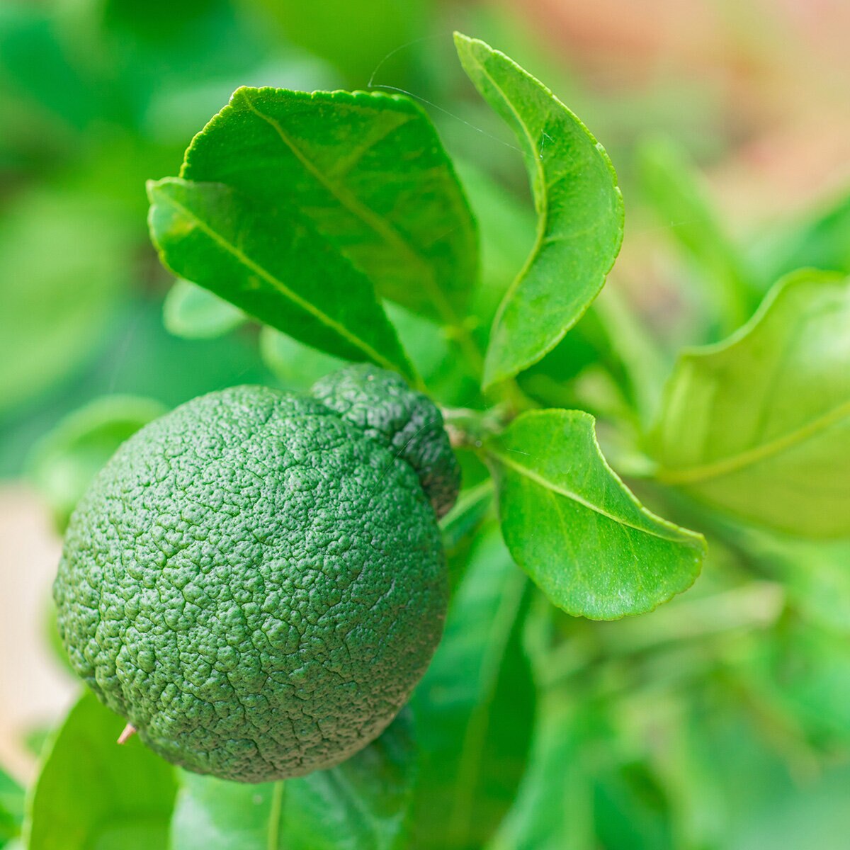 Citrus Reticulata Shiranui Sumo Mandarin | SiteOne US