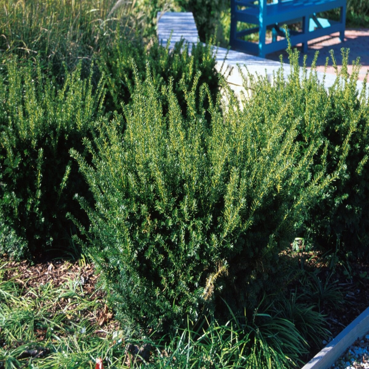 Taxus X Media Runyan Anglojap Yew | SiteOne US