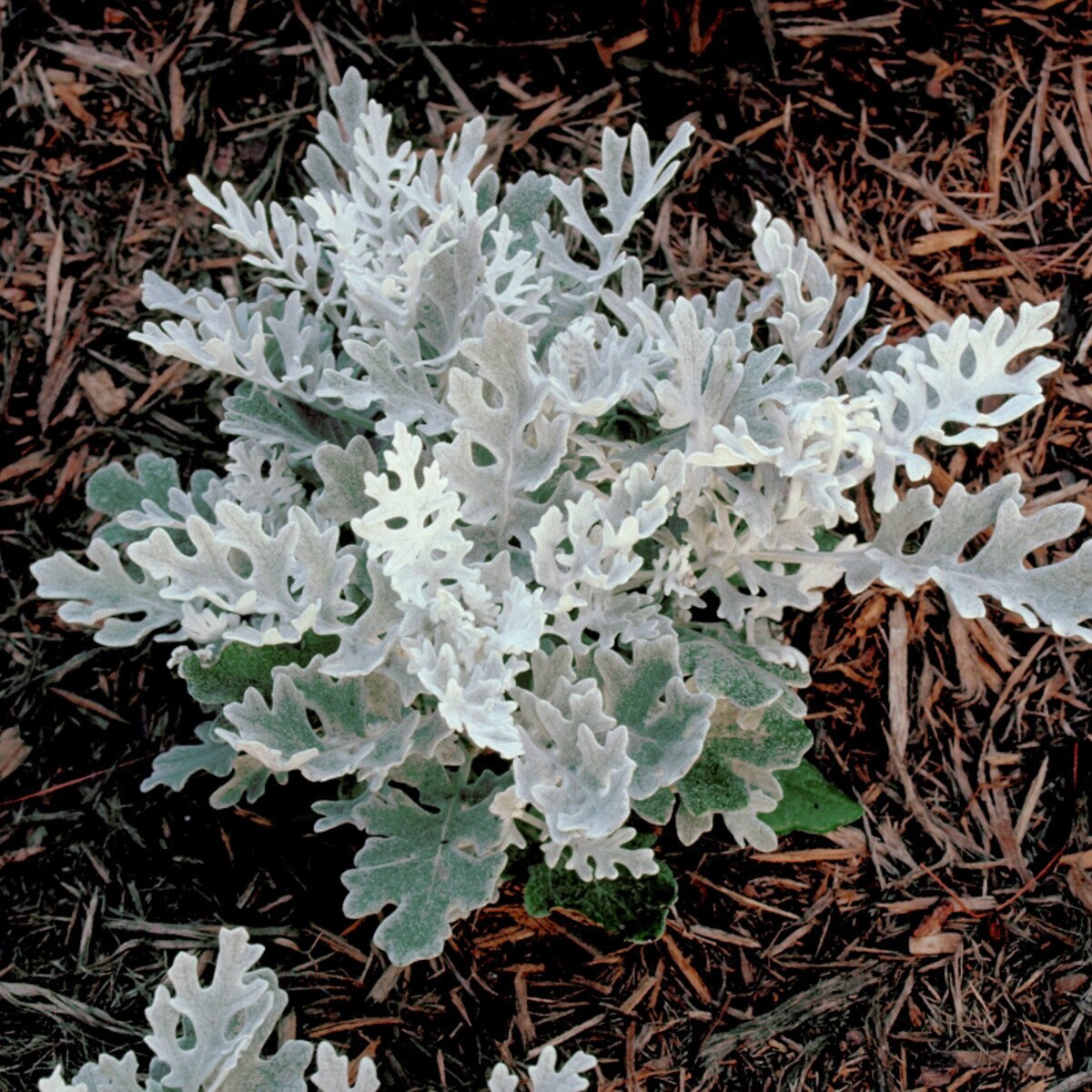 Senecio Cineraria Silverdust Dusty Miller | SiteOne US
