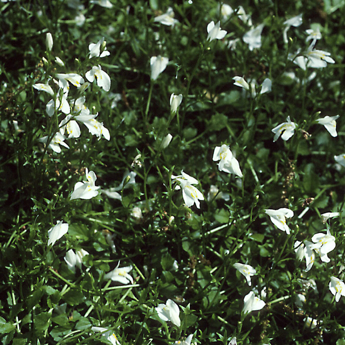 Mazus Reptans Albus White Creeping Mazus | SiteOne