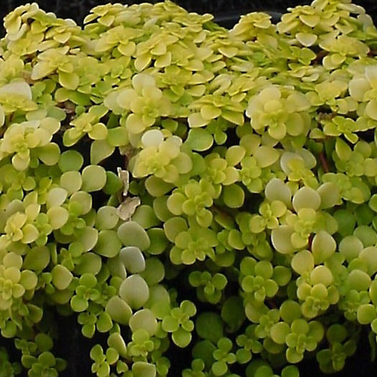 Sedum Makinoi Ogon Japanese Stonecrop | SiteOne