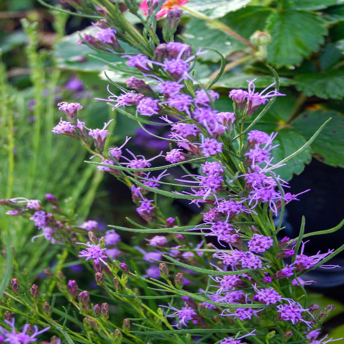 Liatris Microcephala Smallhead Blazing Star | SiteOne US