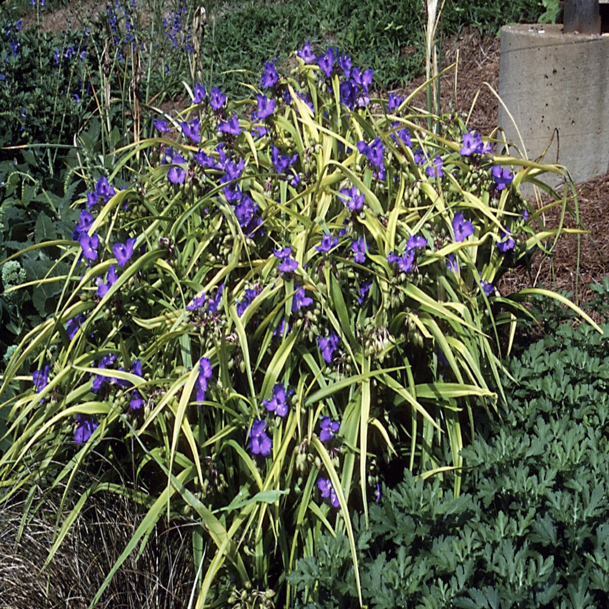 Tradescantia X Blue & Gold Sweet Kate Spiderwort | SiteOne US