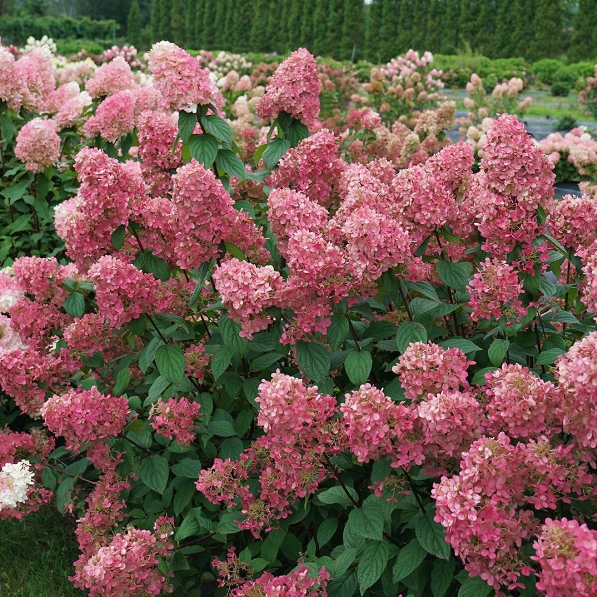 Hydrangea Paniculata Fire Light Panicle Hydrangea | SiteOne