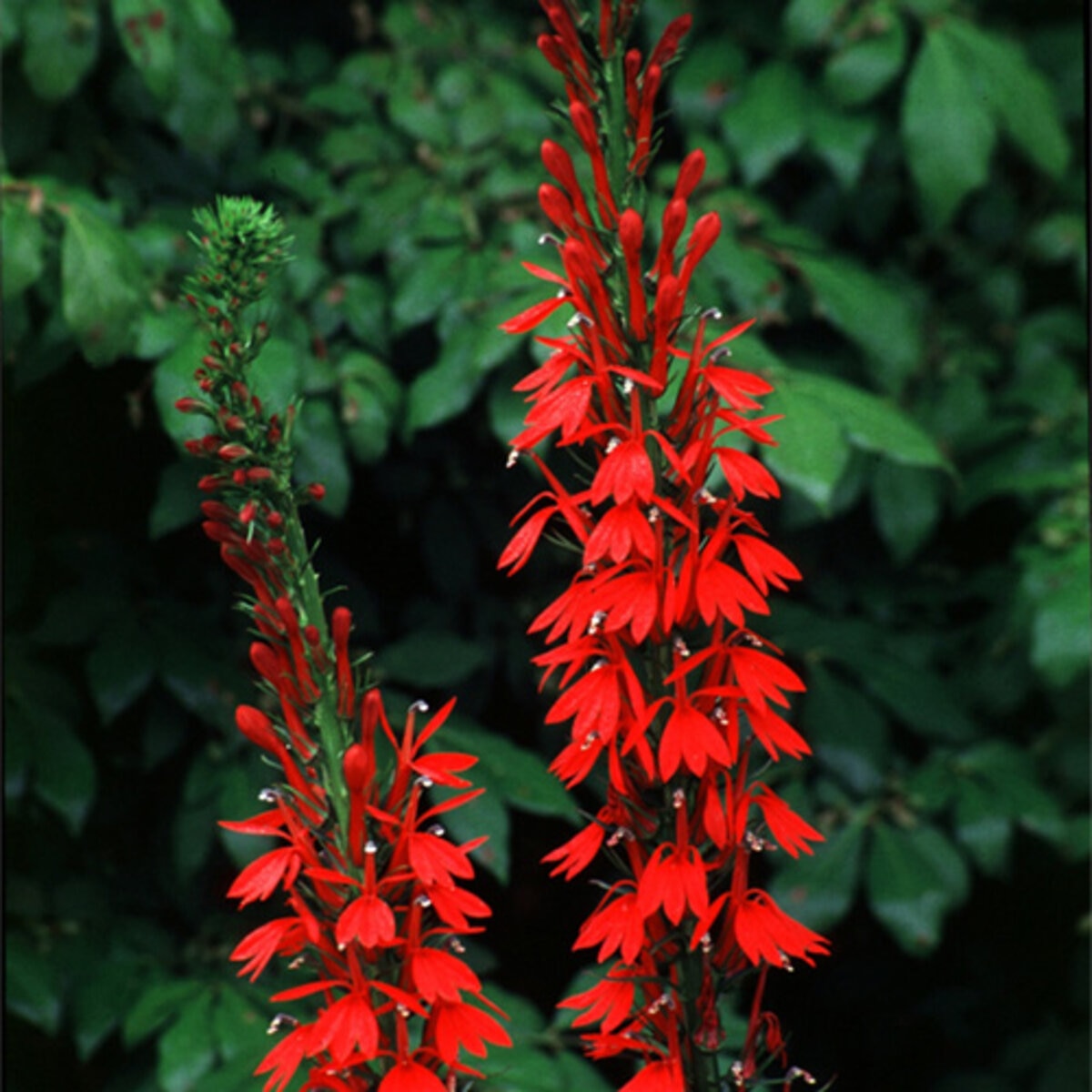 Lobelia Cardinalis Cardinal Flower | SiteOne US