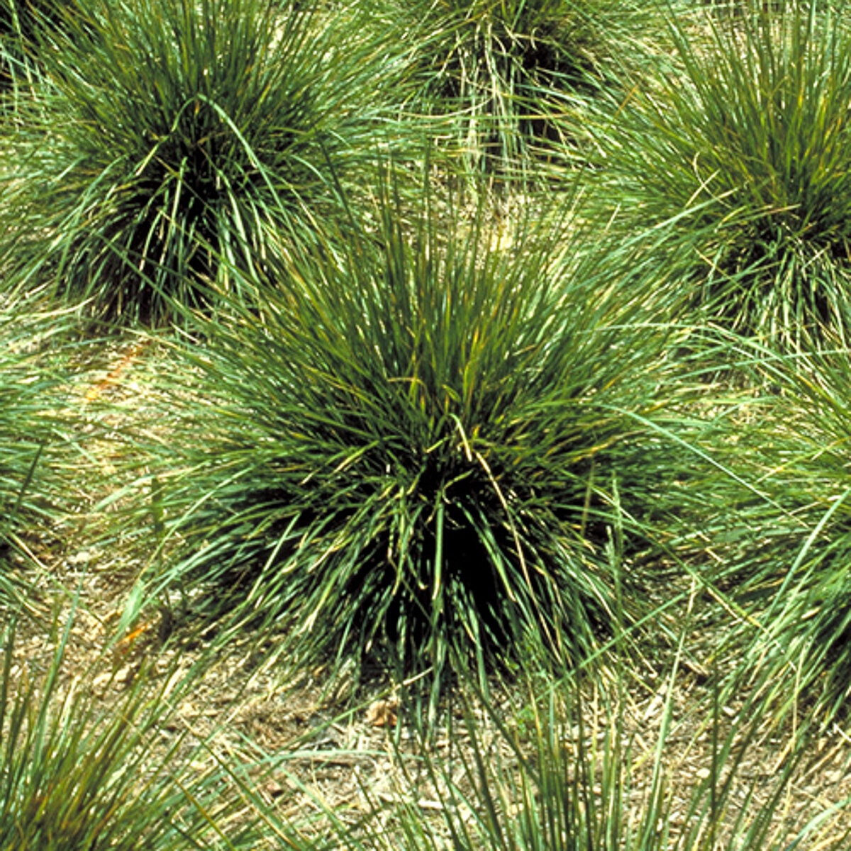 Deschampsia cespitosa Tufted Hair Grass | SiteOne US