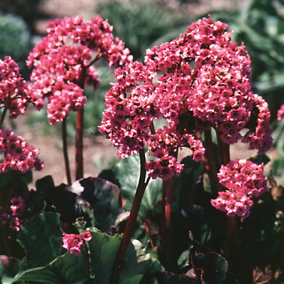 Bergenia cordifolia Winter Glow Pigsqueak | SiteOne US