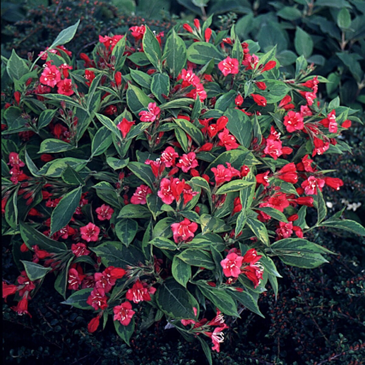 Weigela Florida French Lace Weigela | SiteOne