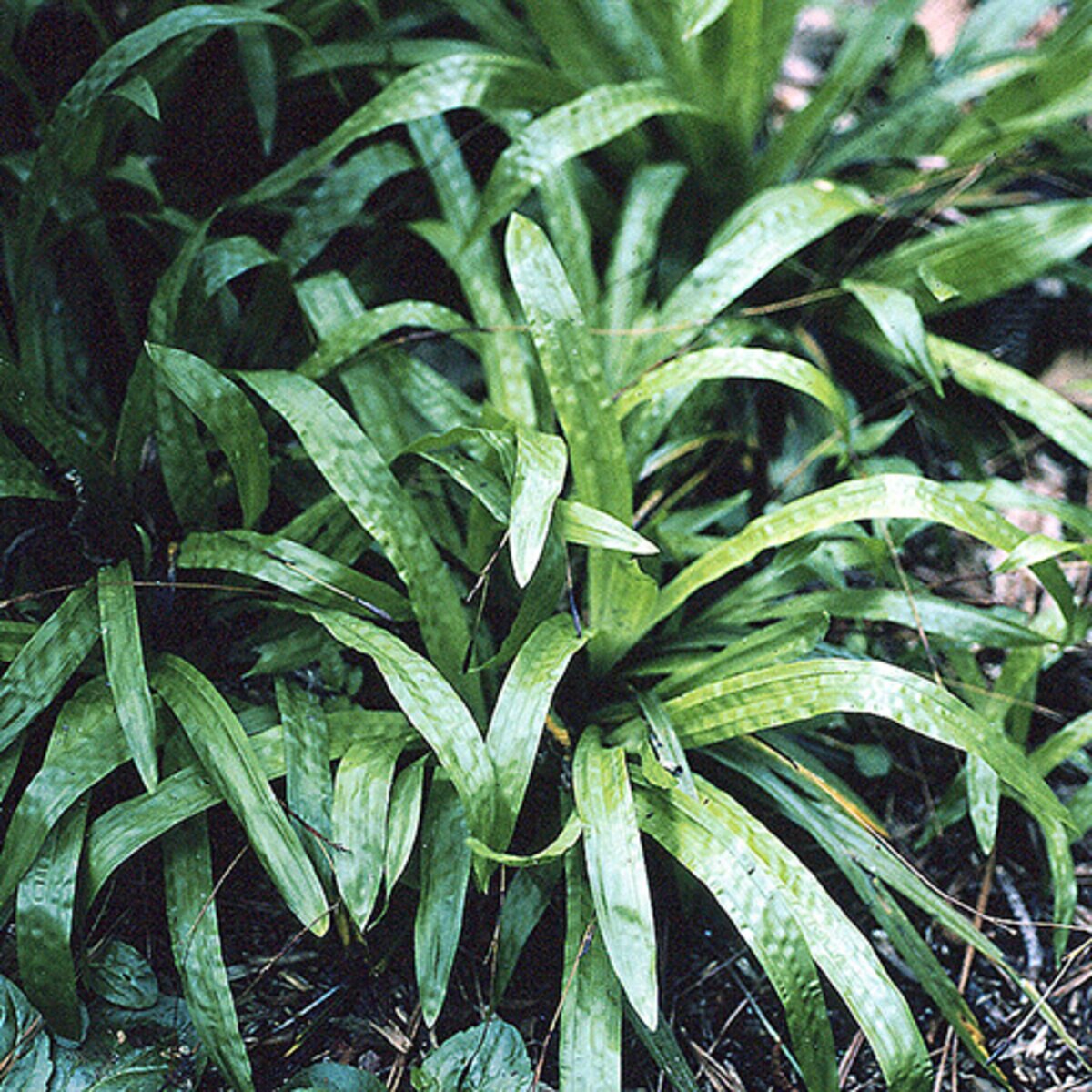 Carex Plantaginea Plantainleaf Sedge | SiteOne