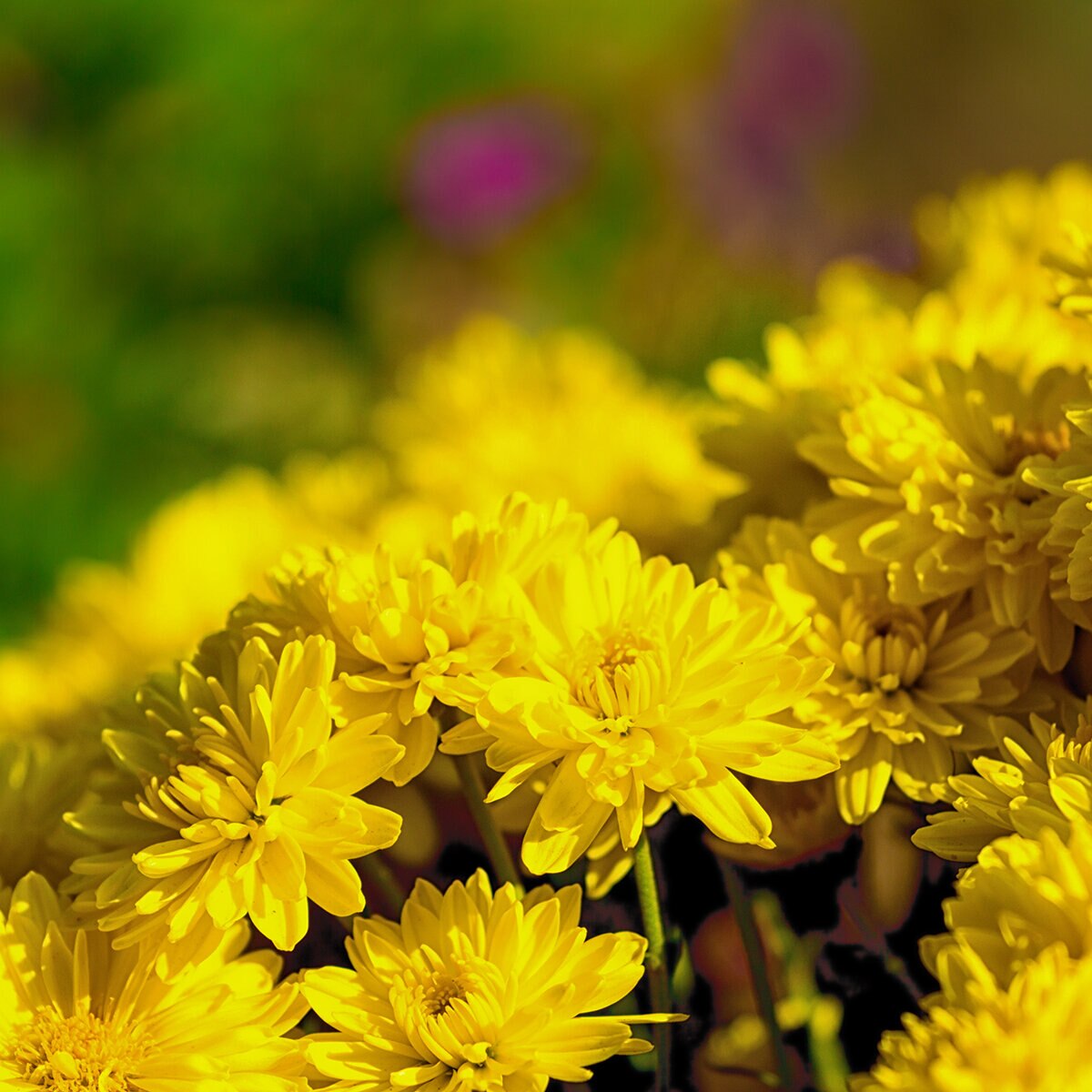 Chrysanthemum X Morifolium Chelsey Yellow Garden Mum | SiteOne US