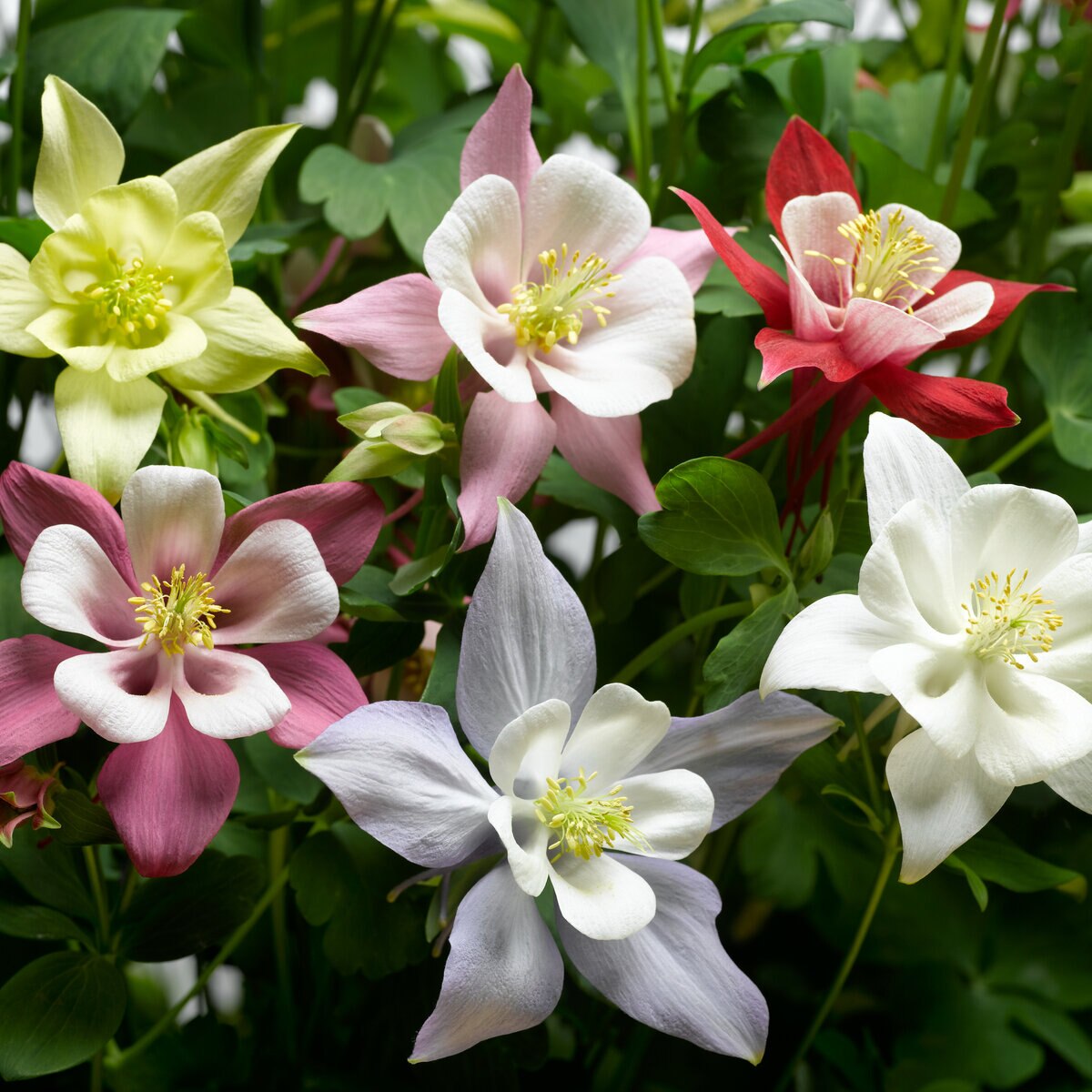 Aquilegia X Hybrida Origami Mixture Columbine | SiteOne US