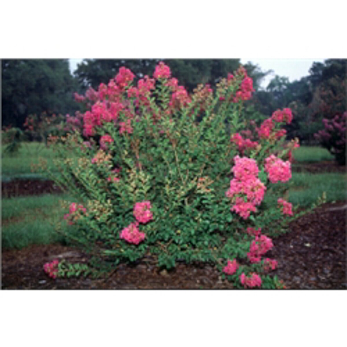 Lagerstroemia indica Petite Plum Monrovia Crape Myrtle | SiteOne US