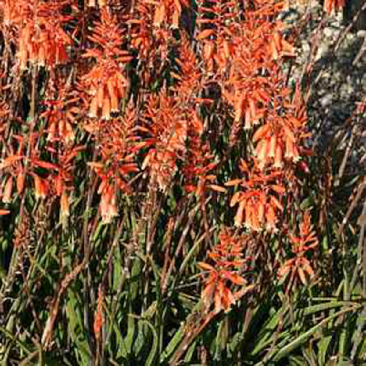 Aloe Grassy Lassie Aloe | SiteOne US