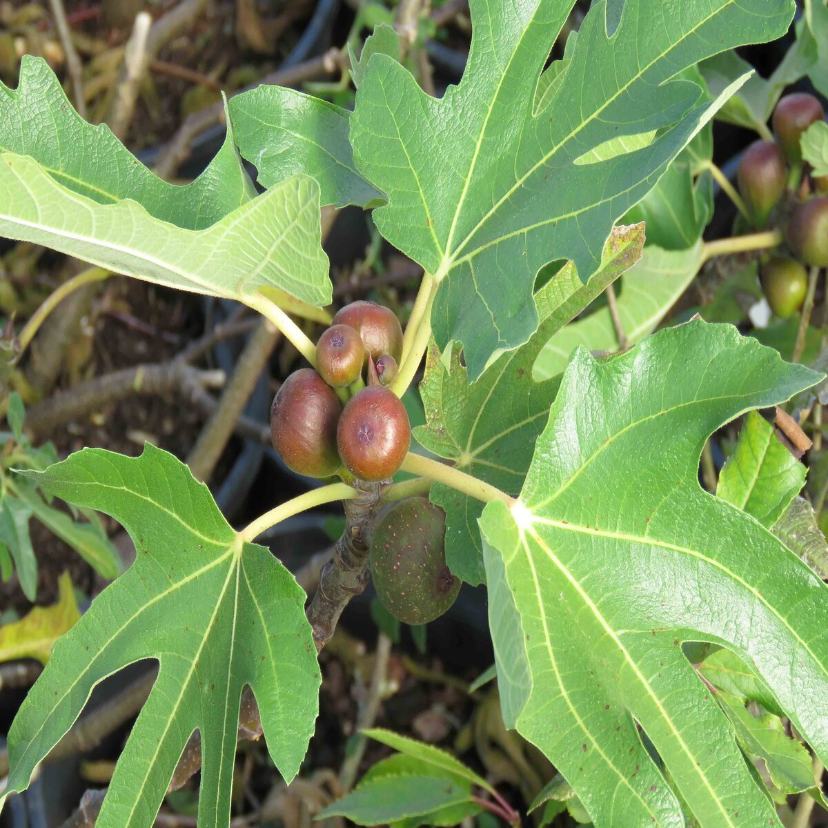Ficus Carica Little Miss Figgy Fig | SiteOne US