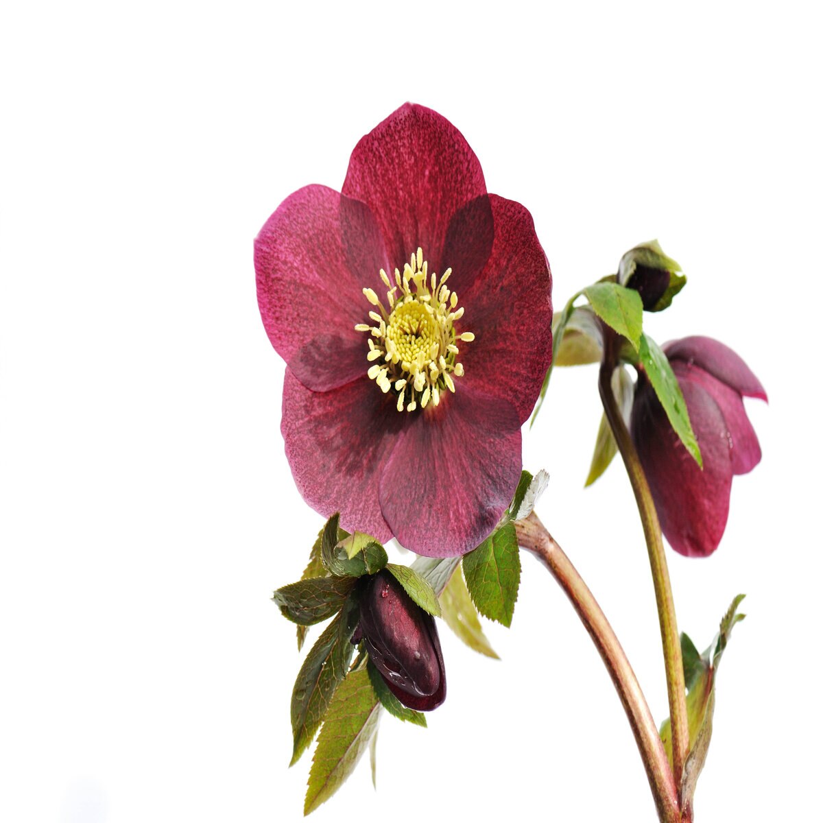 Helleborus X Red Lady Lenten Rose | SiteOne US