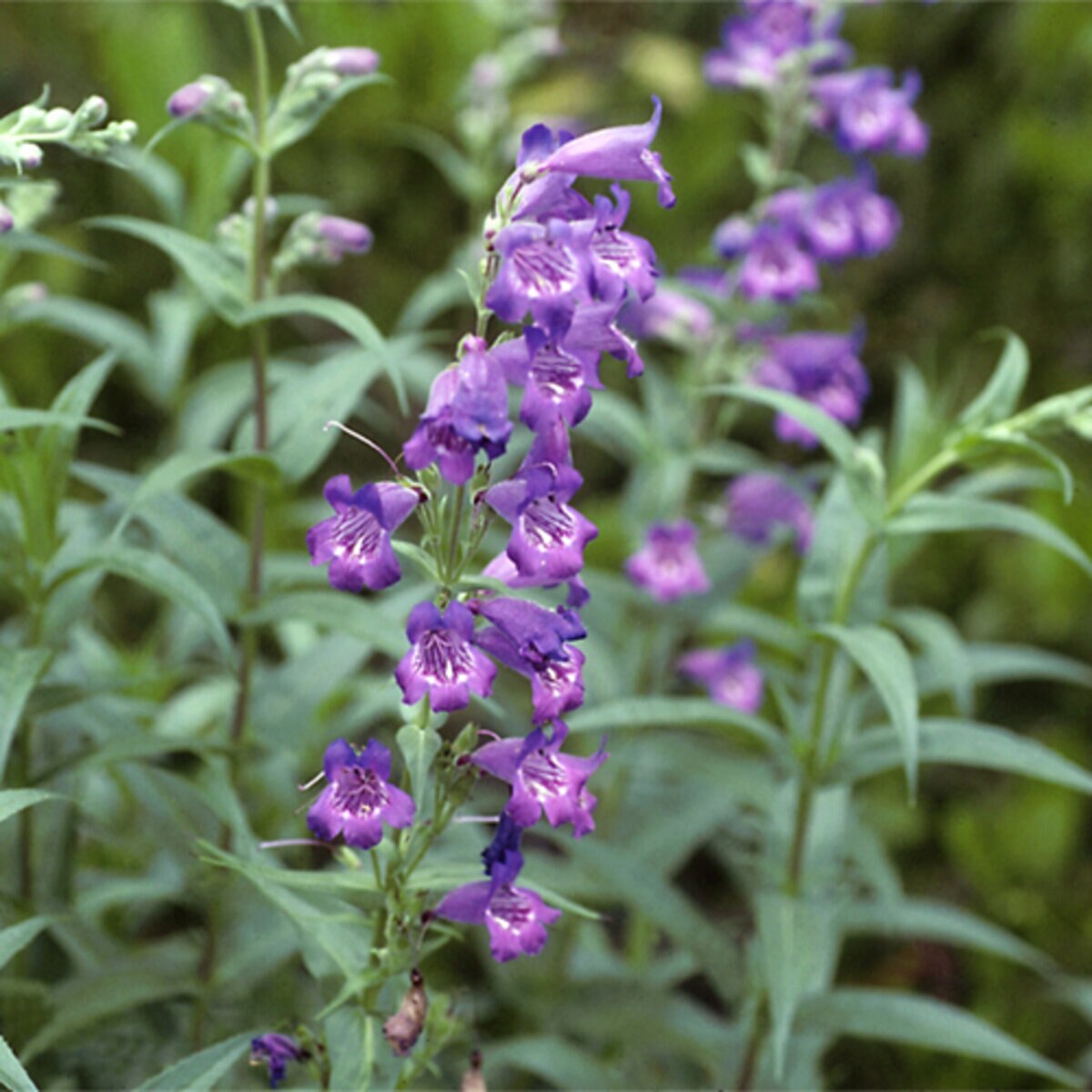 Penstemon X Sour Grapes Beardtongue | SiteOne