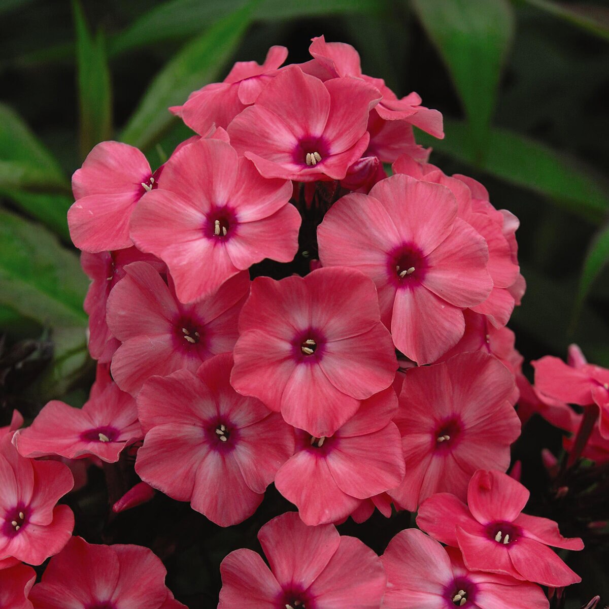 Phlox Paniculata Candy Store Ditomdre Coral Creme Drop Phlox | SiteOne US