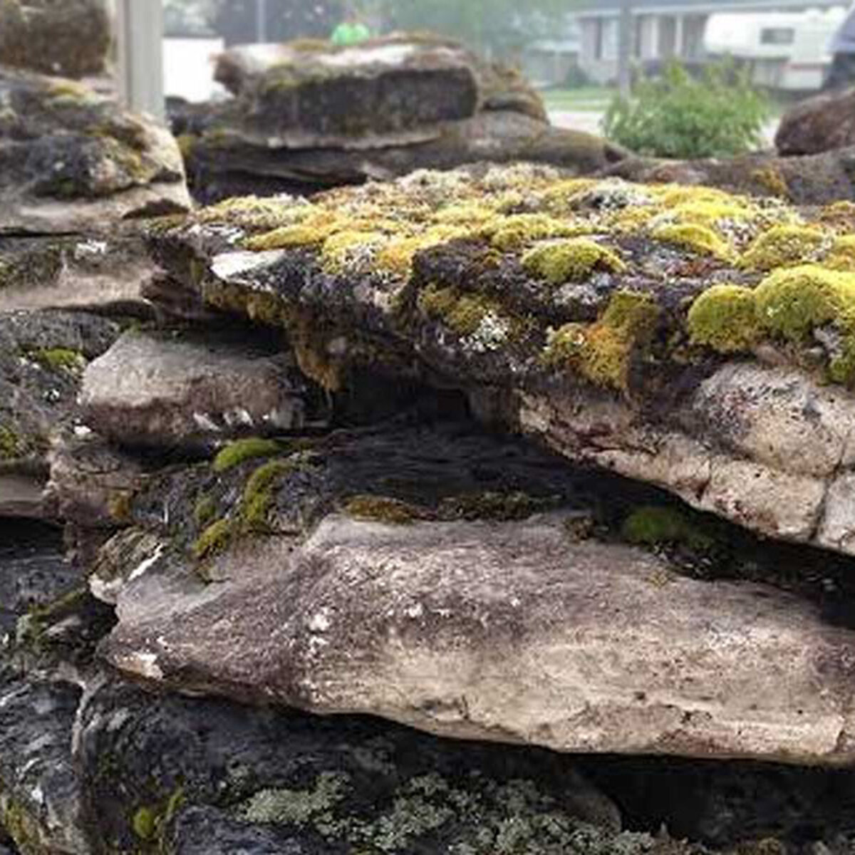 Boulder Moss Rock Flat or Round | SiteOne US