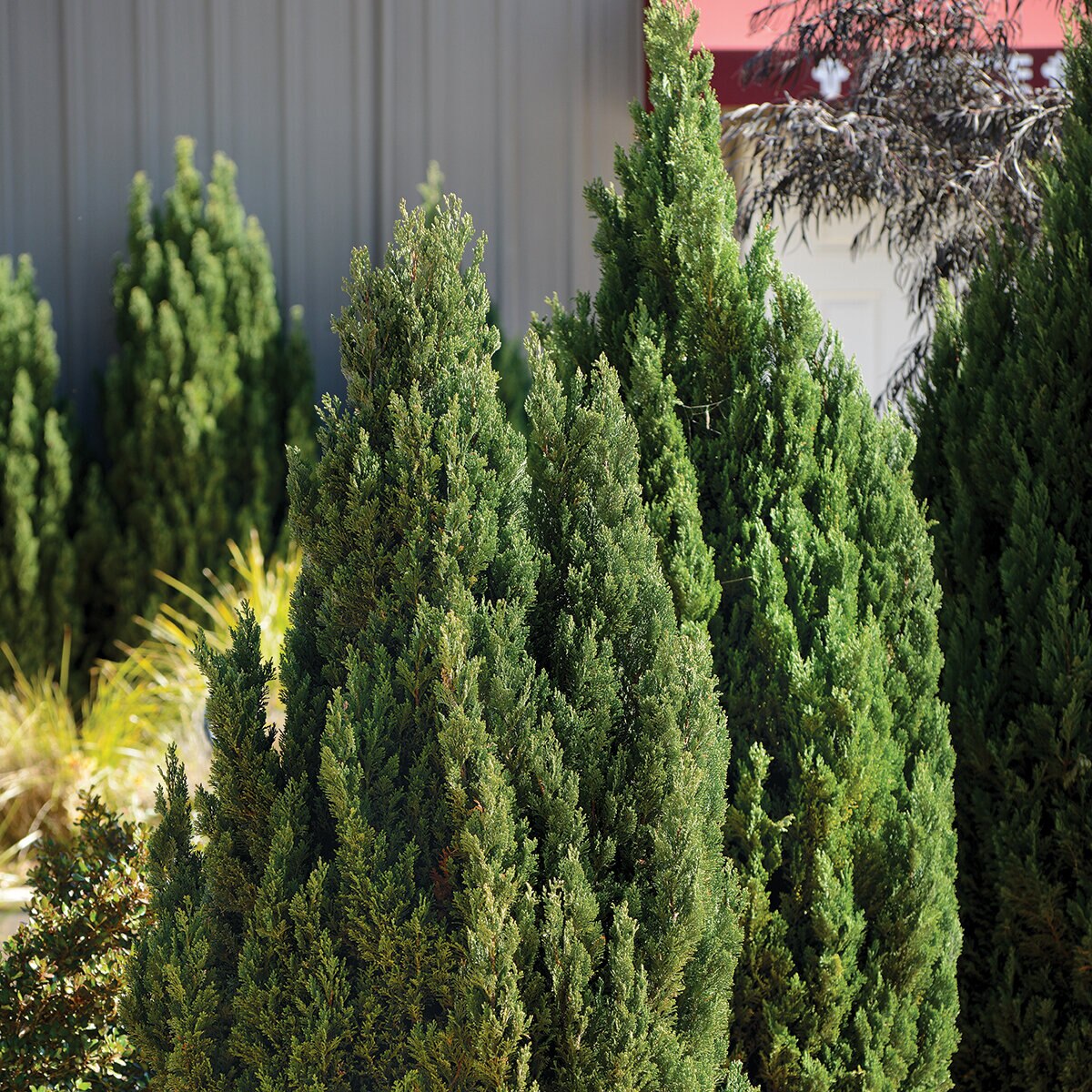 Cupressocyparis Leylandii Shorty Leyland Cypress | SiteOne US