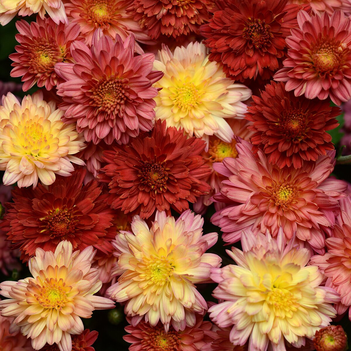 Chrysanthemum Grandiflorium Flamingo Pineapple Pink Garden Mum | SiteOne US