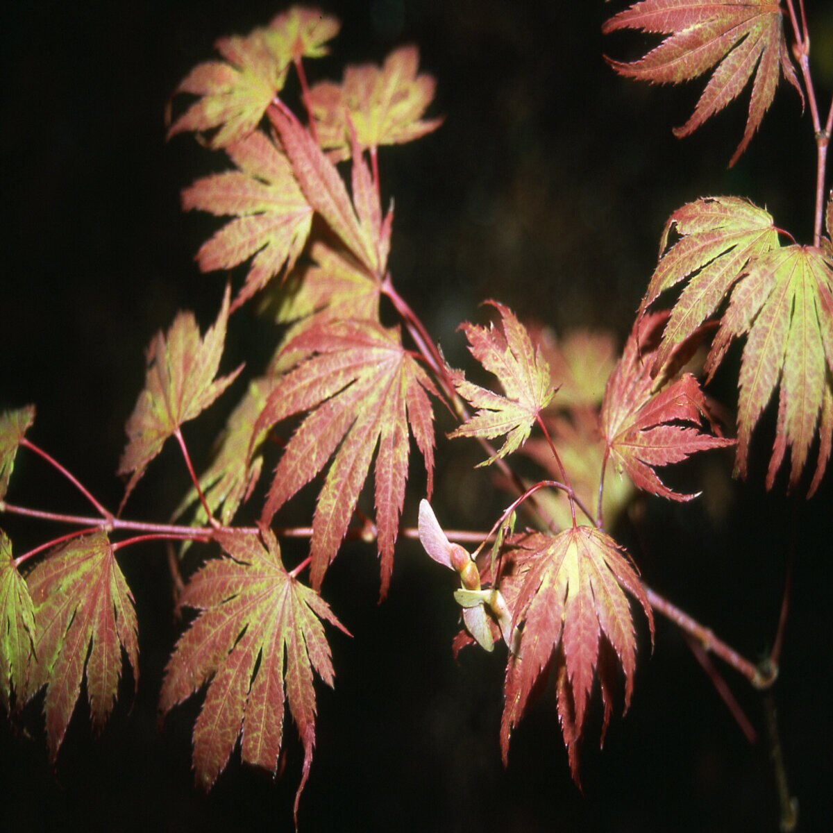 Acer Palmatum Tiger Rose Japanese Maple | SiteOne US