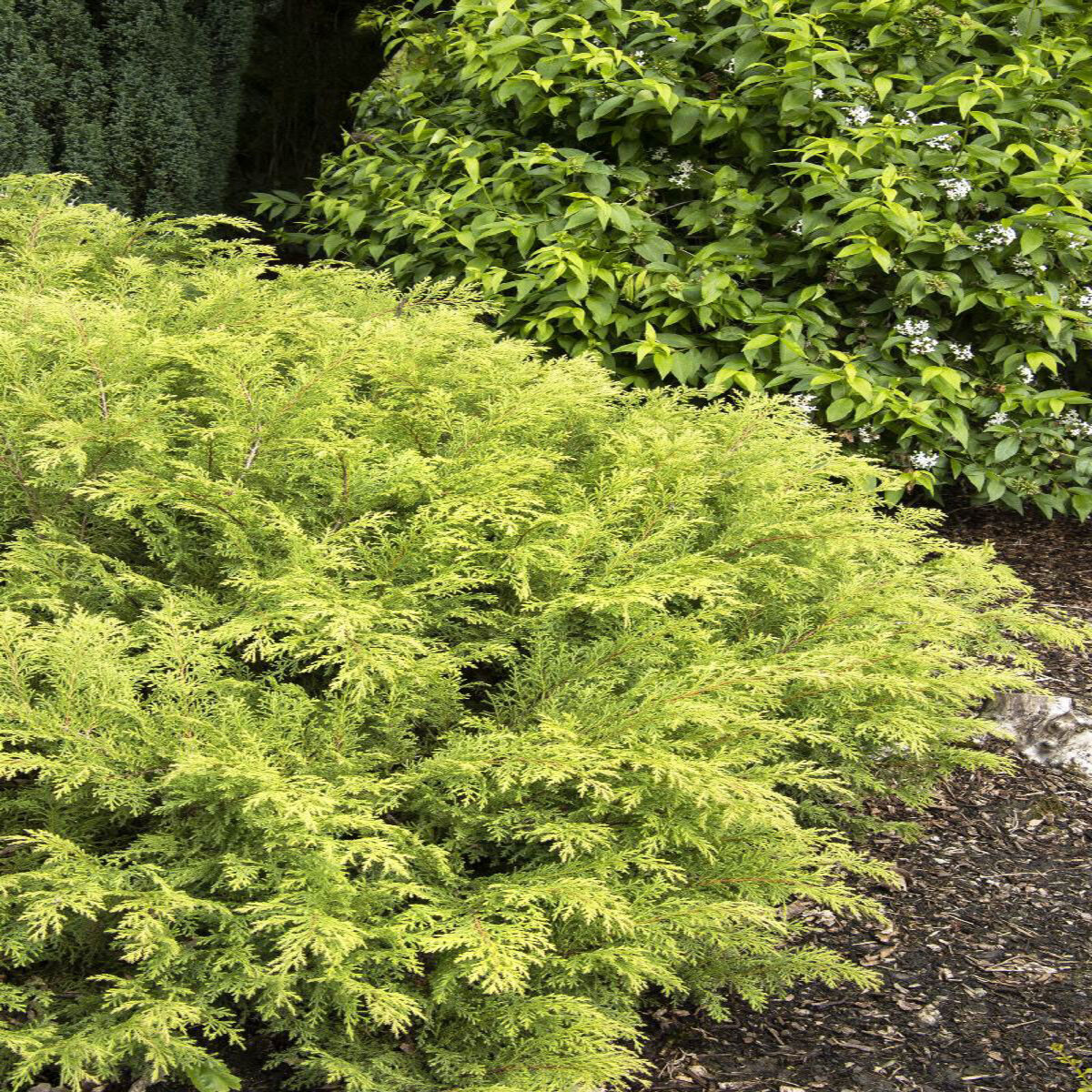 Microbiota Decussata Fuzzball Siberian Carpet Cypress | SiteOne US