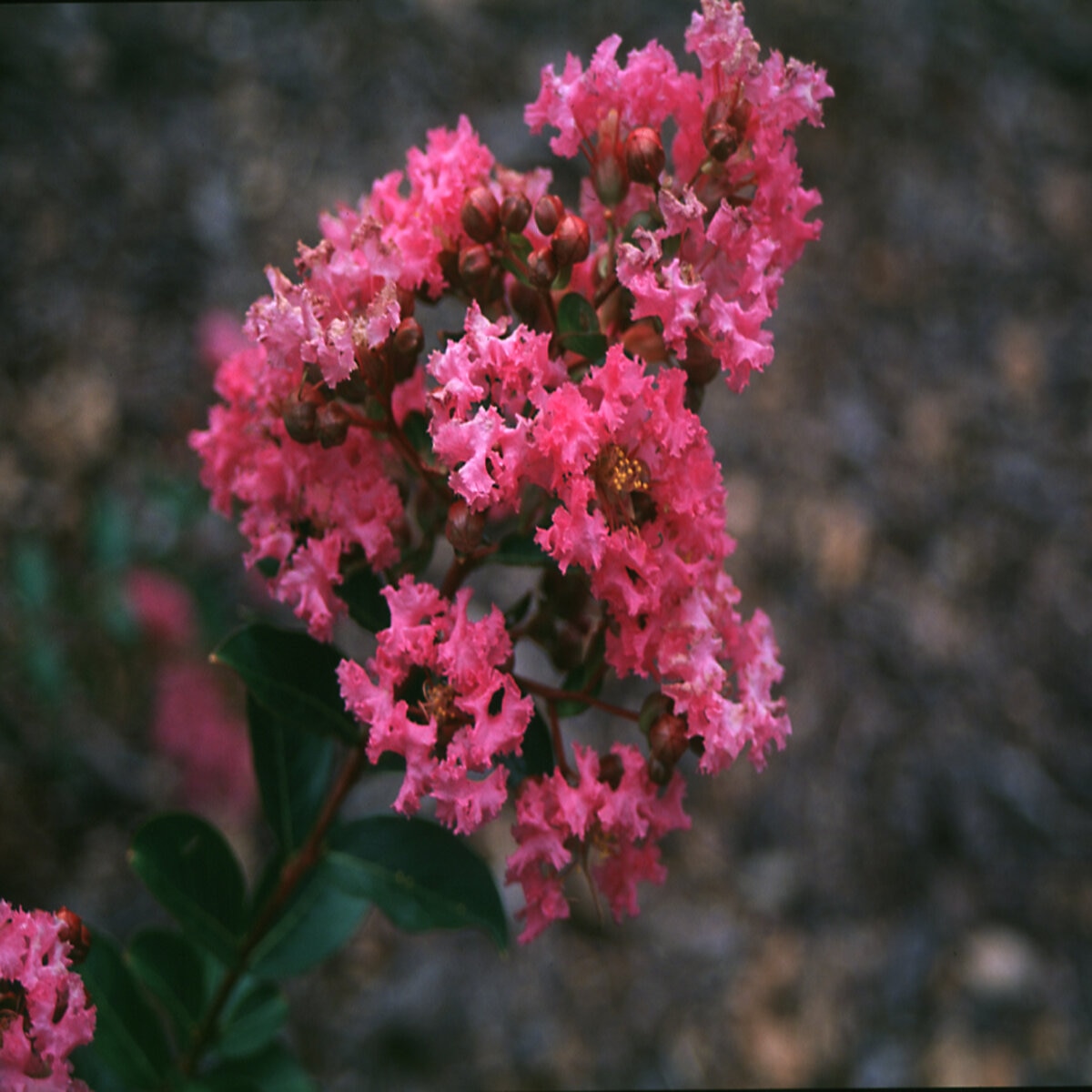 Lagerstroemia Indica Petite Pinkie Crape Myrtle | SiteOne US