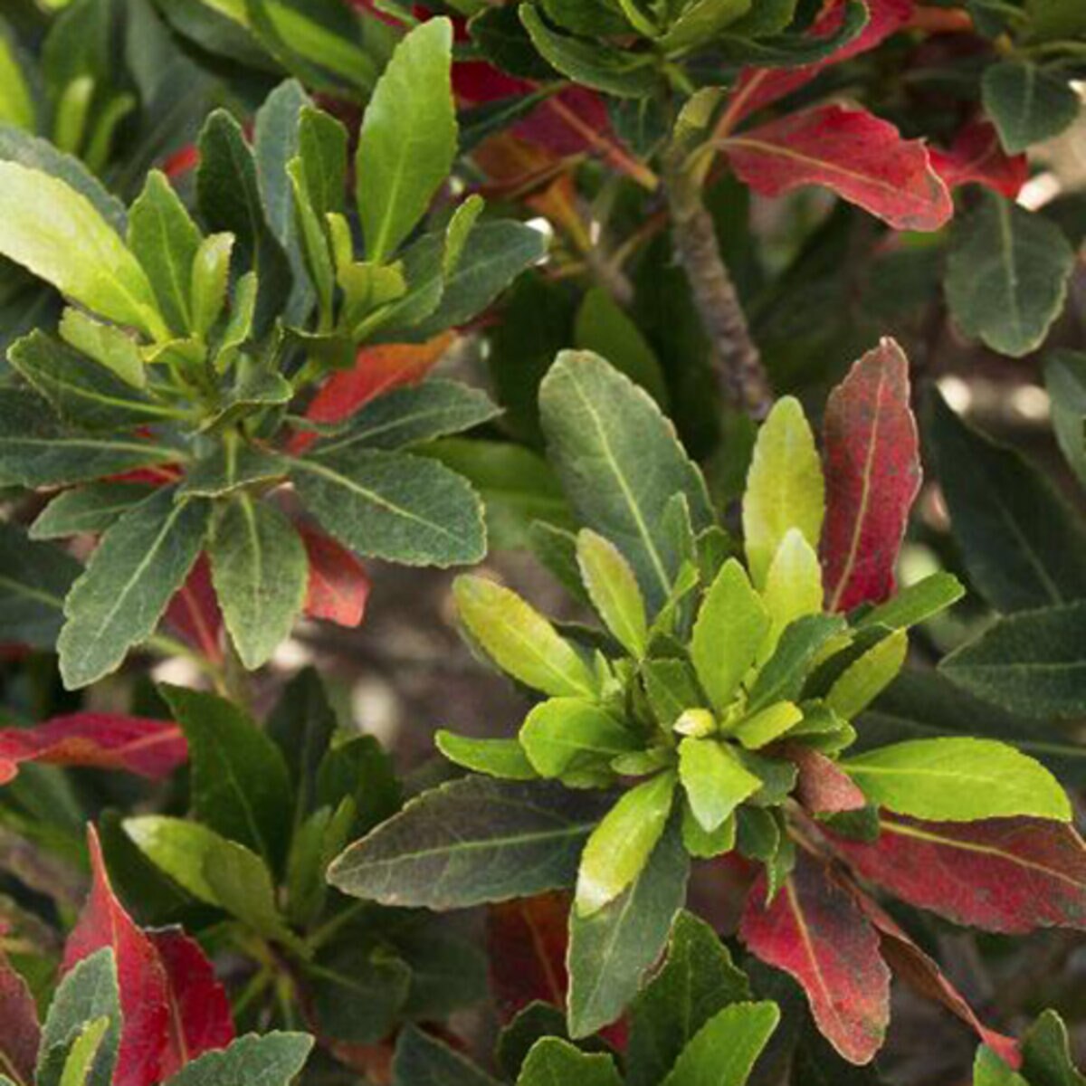 Elaeocarpus Decipiens Shogun Little Emperor Dwarf Japanese Blueberry ...