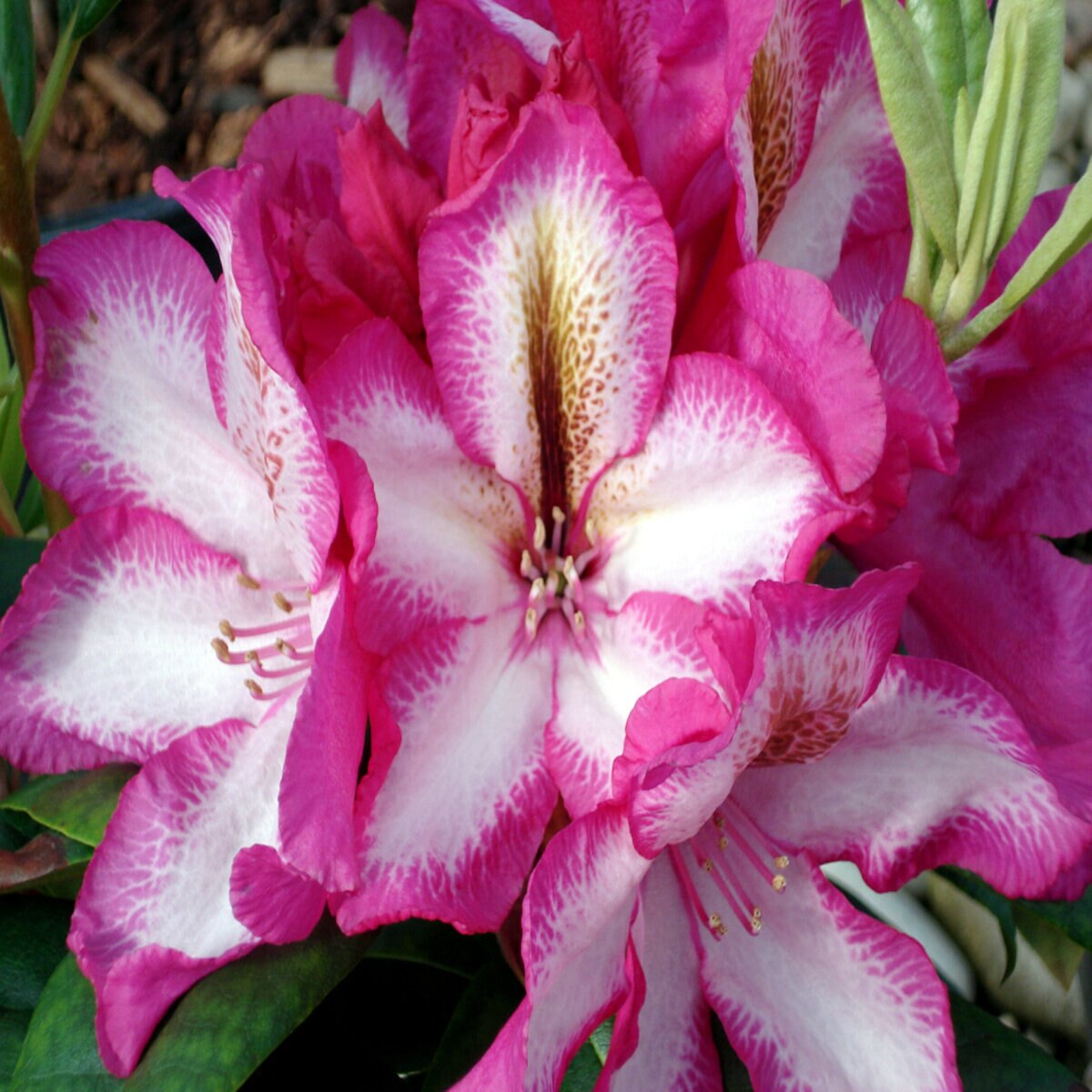 Rhododendron X Pomegranate Splash Rhododendron | SiteOne US