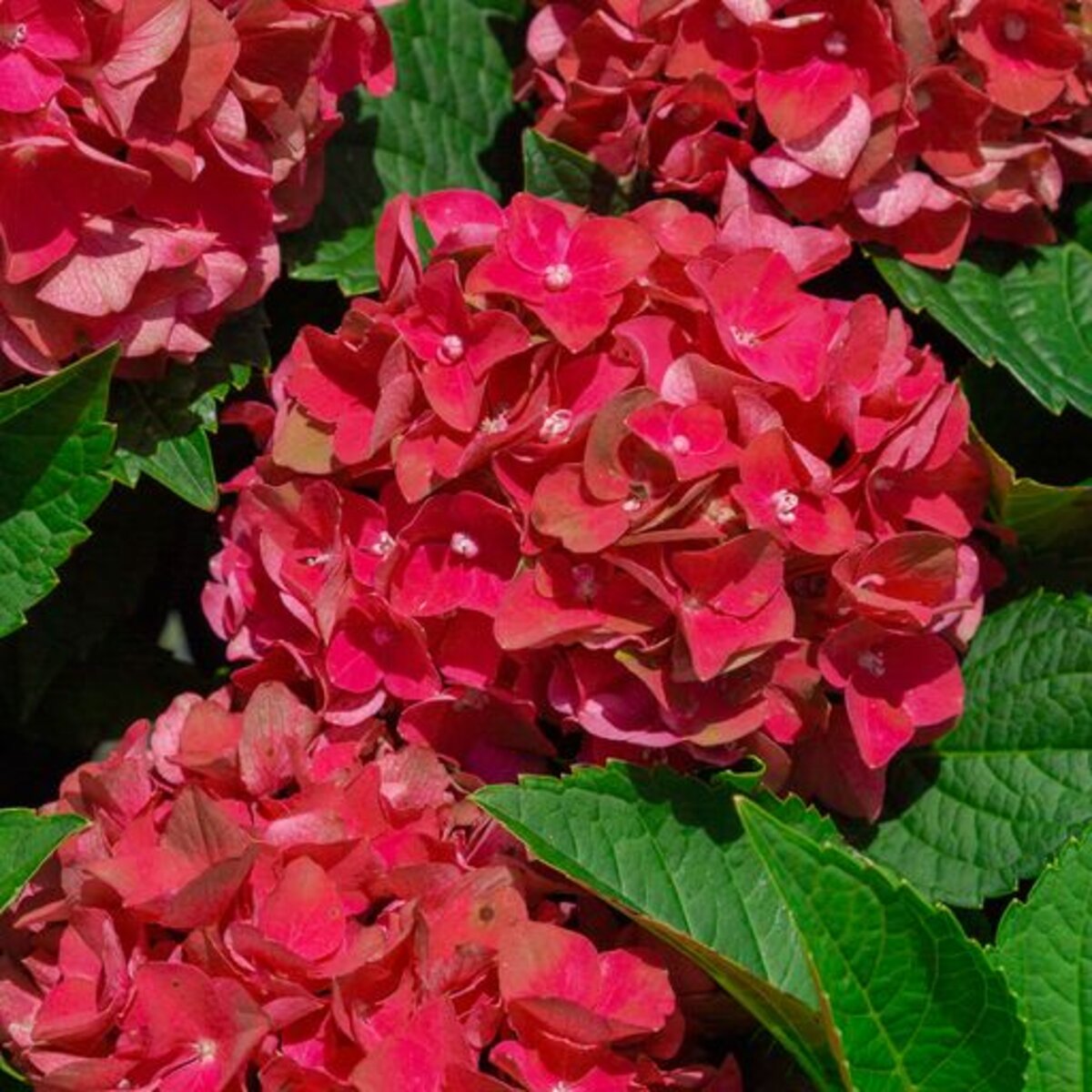 Hydrangea Macrophylla Heart Throb Big Leaf Hydrangea | SiteOne US