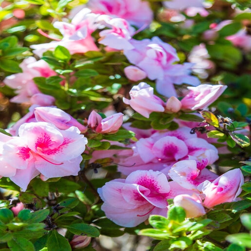 Rhododendron X Autumn Belle Encore Azalea | SiteOne US