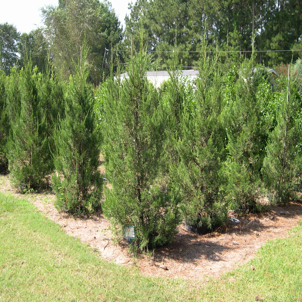 Juniperus Chinensis Hetzii Columnaris Chinese Juniper | SiteOne