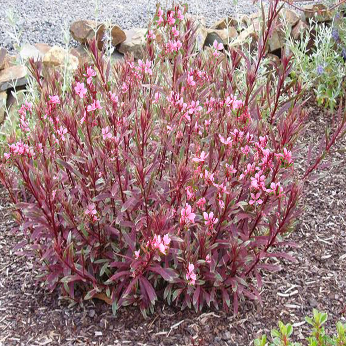 Gaura Lindheimeri Passionate Rainbow Gaura | SiteOne