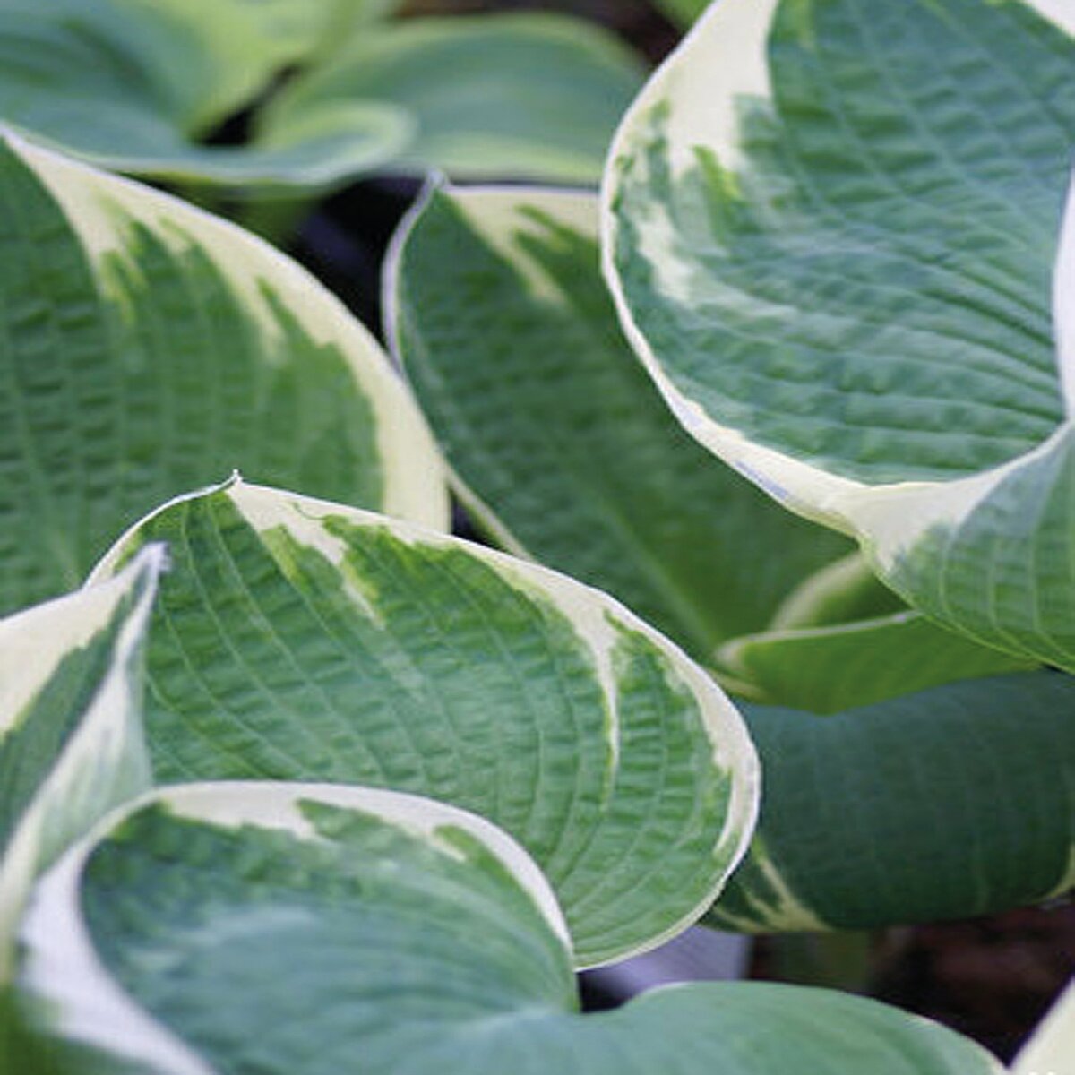 Hosta Barbara Ann Plantain Lily | SiteOne