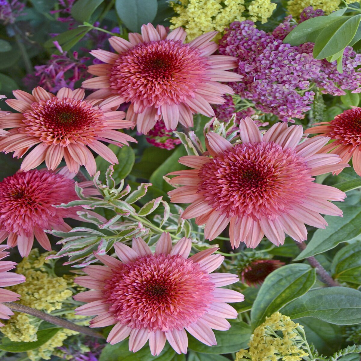 Echinacea Purpurea Cone-Fections Raspberry Truffle Coneflower | SiteOne US