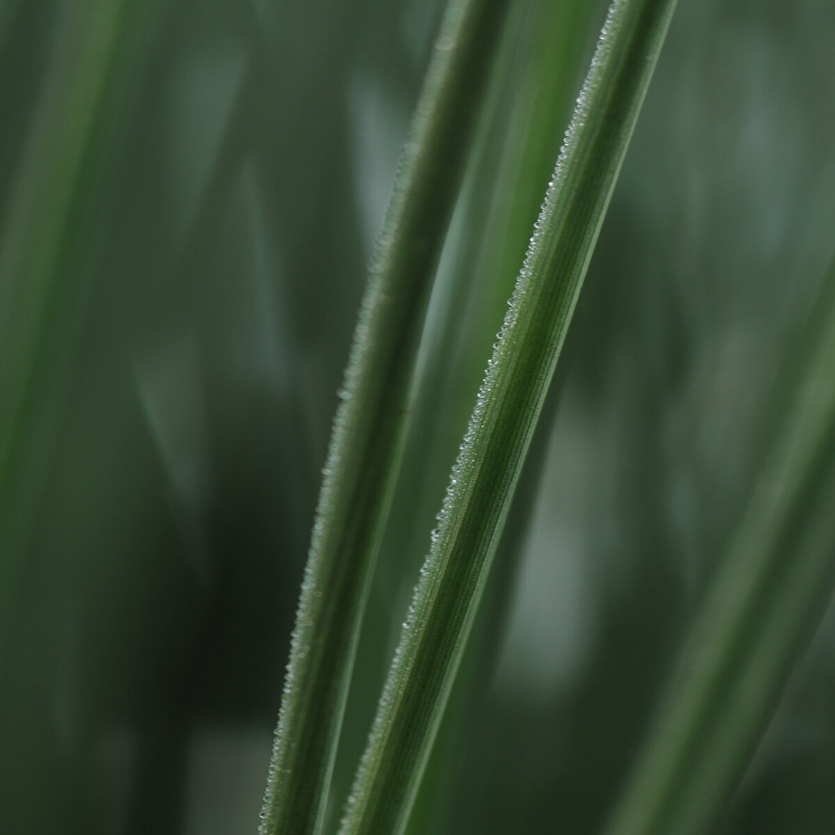 Juncus Inflexus ColorGrass Blue Arrows Rush | SiteOne US