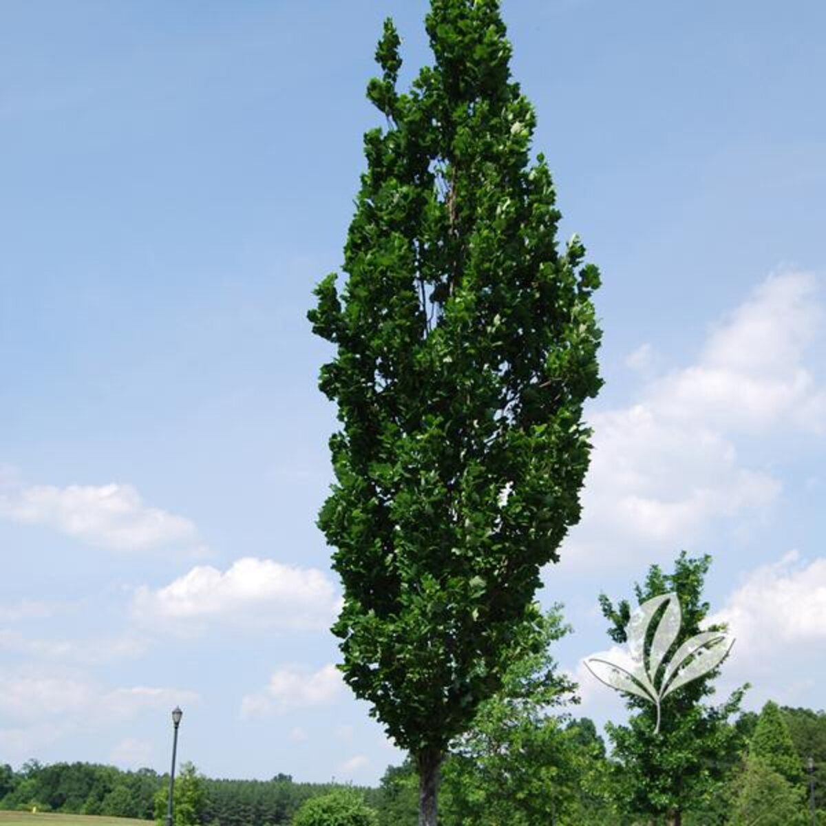 Liriodendron Tulipifera Fastigiata Tulip Tree | SiteOne US