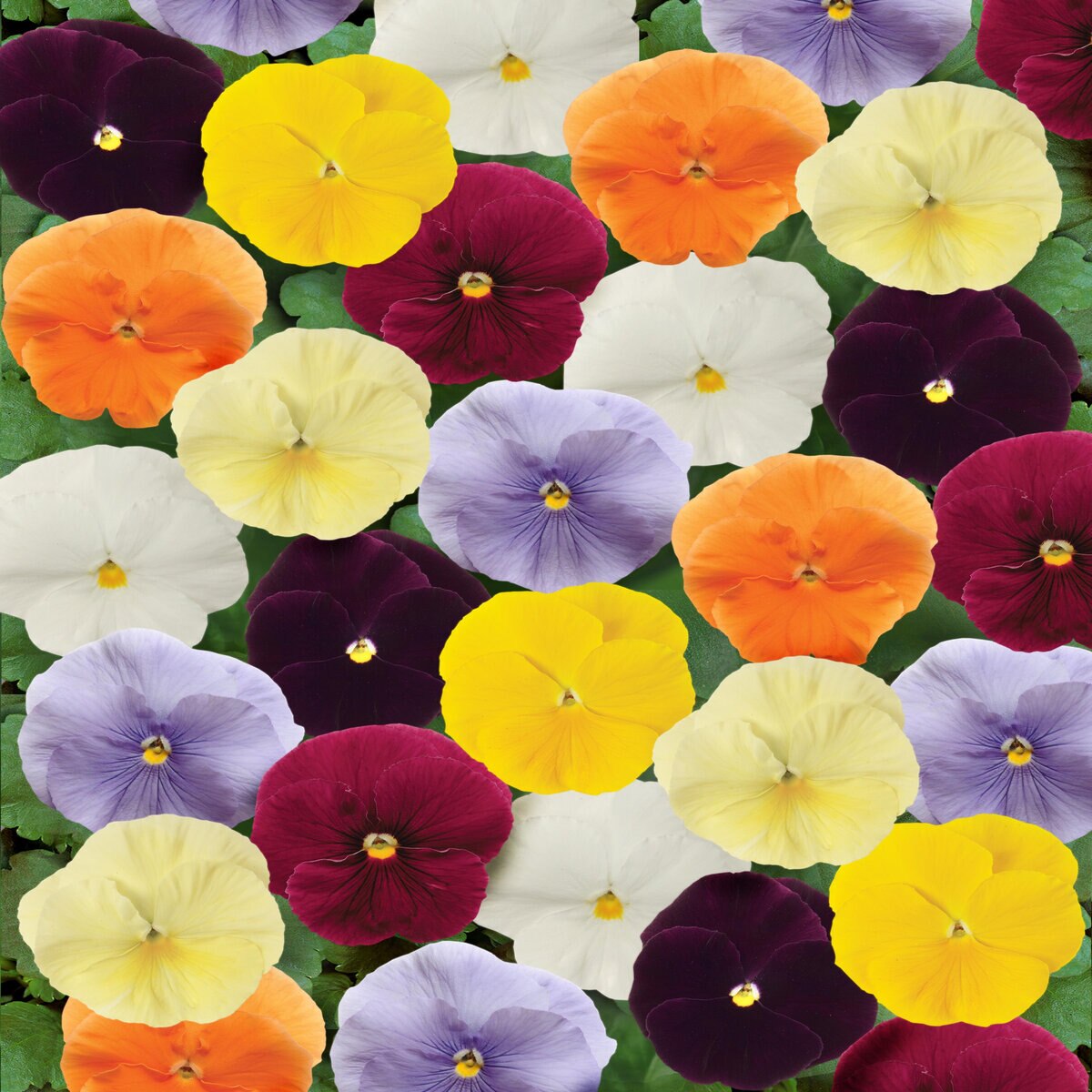 Viola X Wittrockiana Matrix Clear Mixture Pansy | SiteOne US