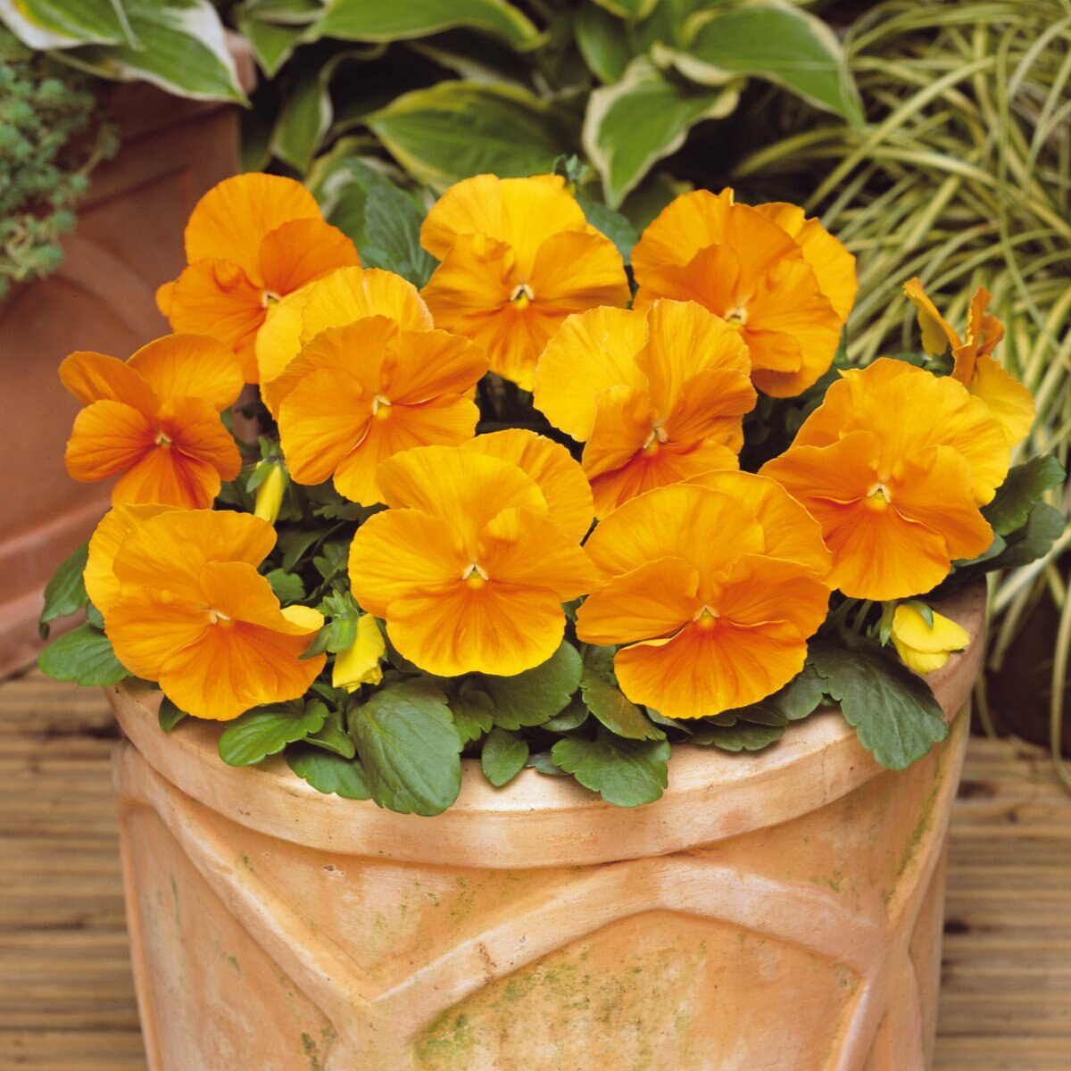 Viola X Wittrockiana Matrix Orange Pansy | SiteOne US