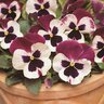 Viola X Wittrockiana Matrix Rose Wing Pansy | SiteOne US
