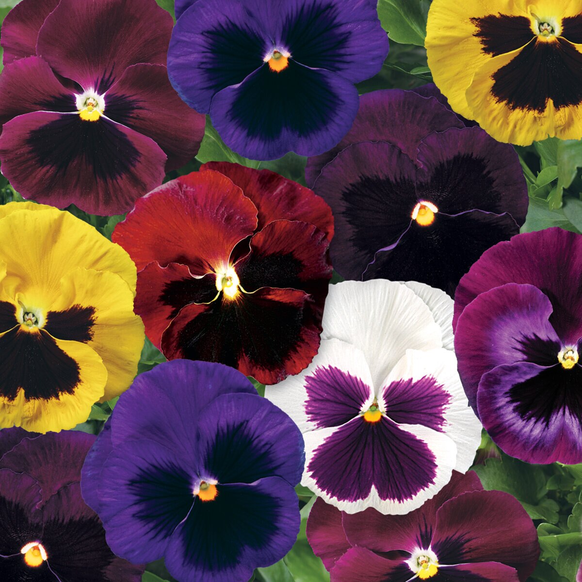 Viola X Wittrockiana Colossus Blotch Mixture Pansy | SiteOne