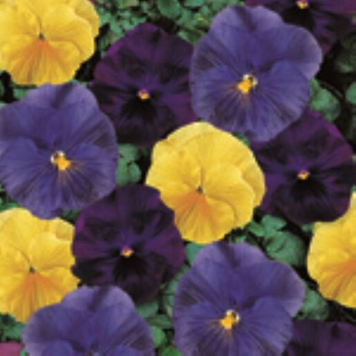 Viola X Wittrockiana Delta Premium Tricolor Mixture Pan | SiteOne