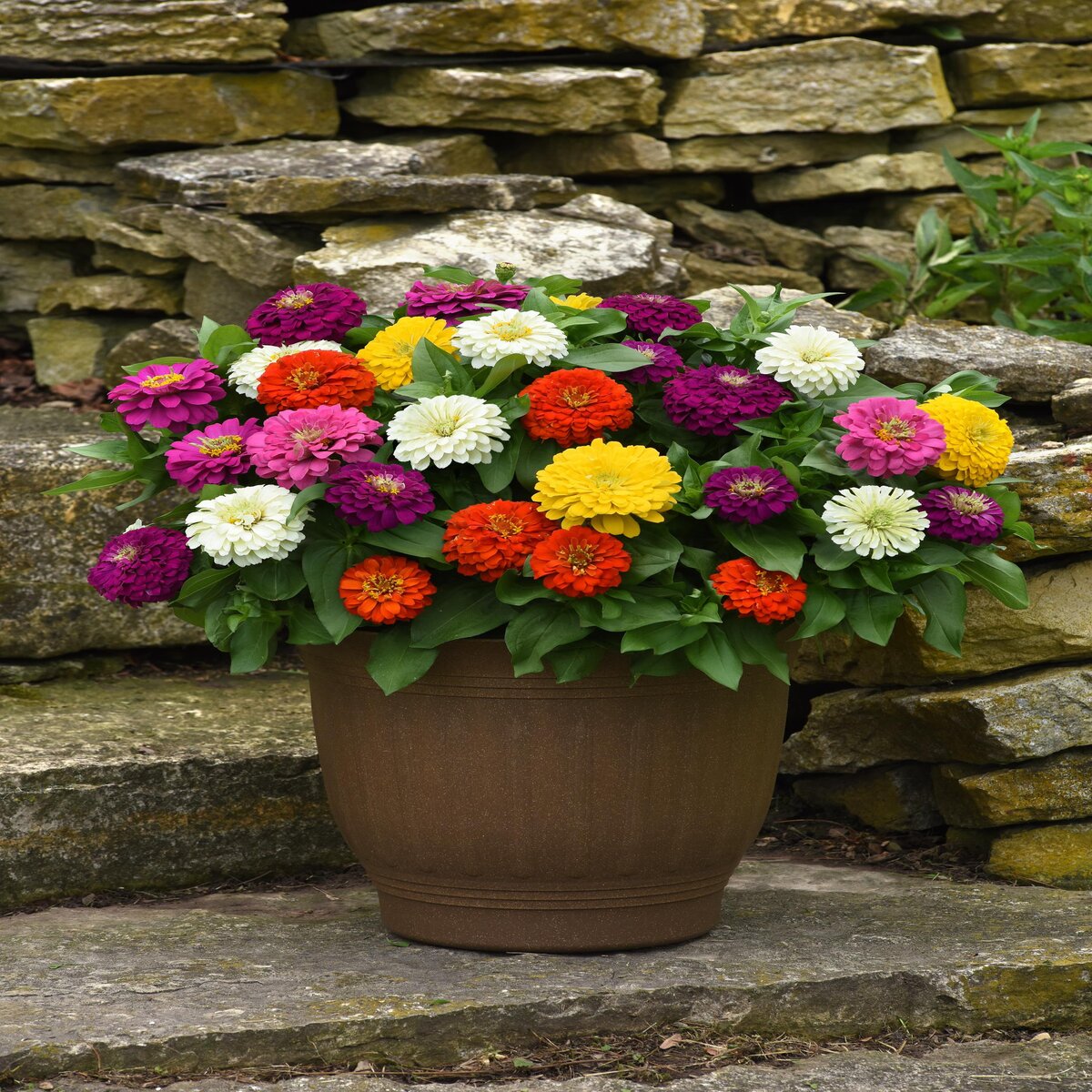 Zinnia Elegans Zesty Mixture Zinnia | SiteOne US