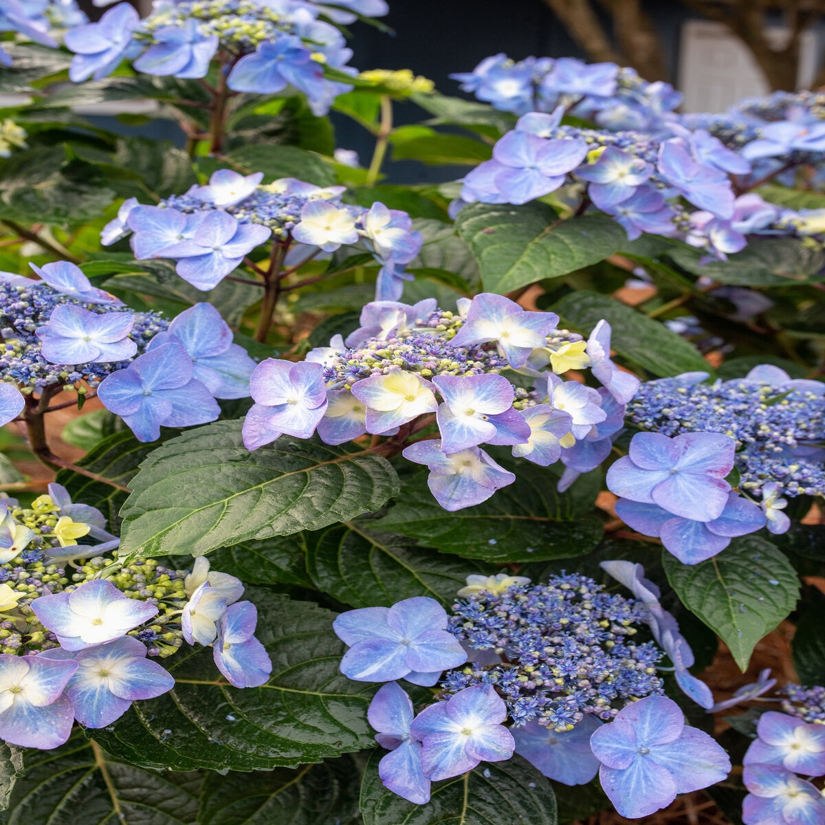 Hydrangea Macrophylla Pop Star Endless Summer Big Leaf Hydrangea ...